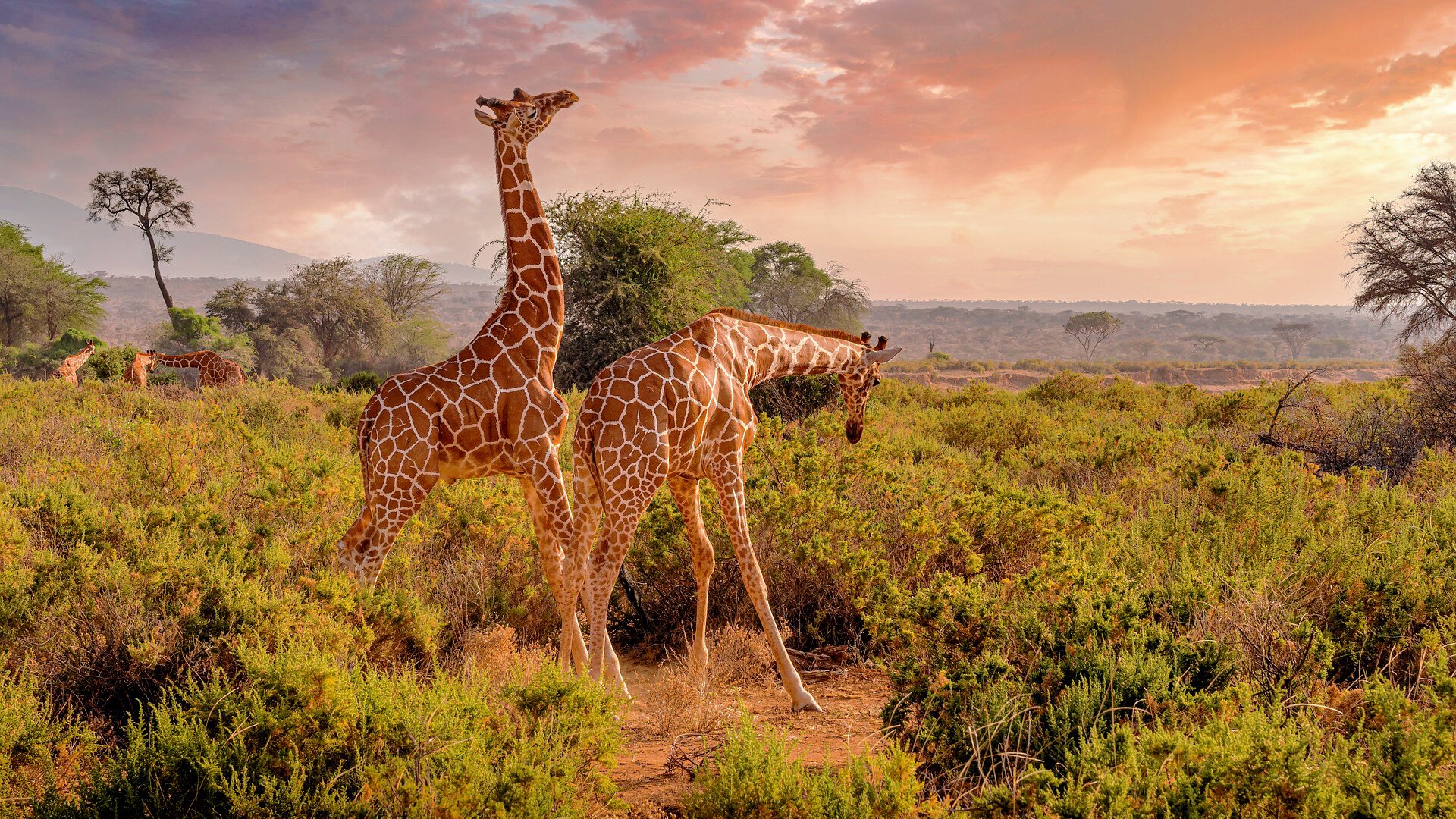 Naudinga informacija - Kenija - Kelioniu kryptys | ITAKA_LT