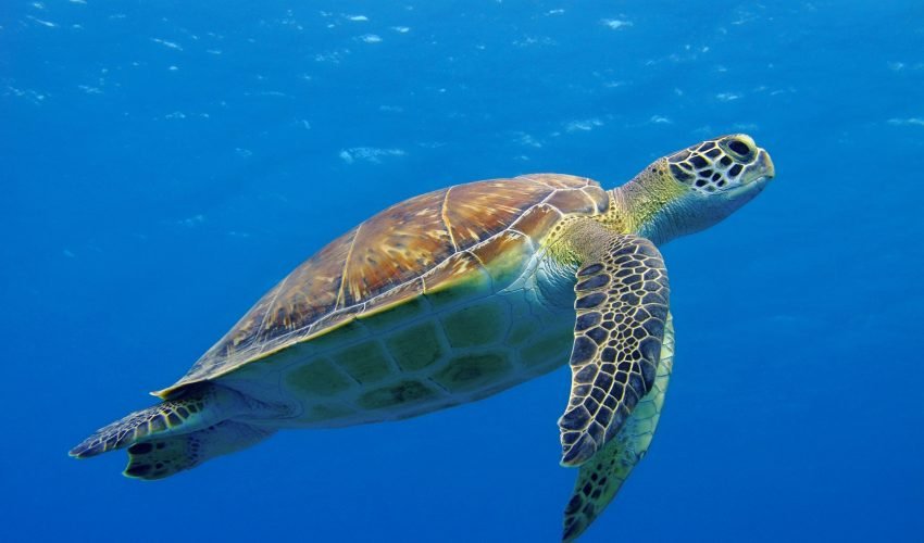 Zakynthos - Wakacje, Wczasy, Wycieczki | ITAKA