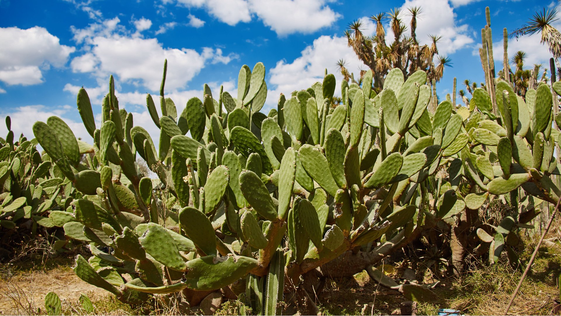 Meksyk - Wakacje, Wczasy, Wycieczki | ITAKA